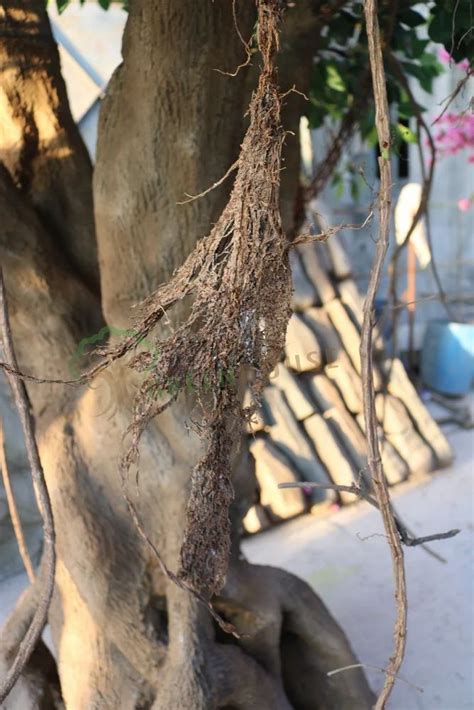 Mt 349 Artificial Ficus Microcarpa Tree At ₹ 162000 Piece Artificial