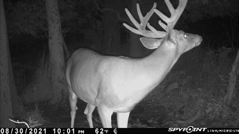 Spypoint Support Spypoint Camera Taking False Triggersduplicate