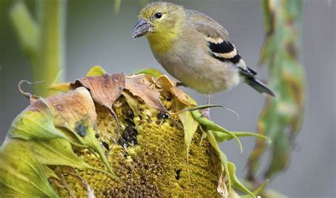 What Birds Eat Black Oil Sunflower Seeds A Detailed Answer