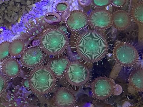 熱帯魚専門店HIGHTIDE ボタンポリプ 小