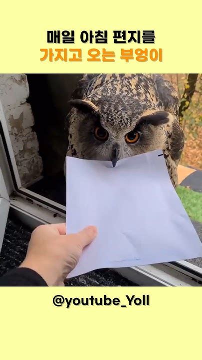 편지 배달하는 부엉이 ㅋㅋㅋ Youtube