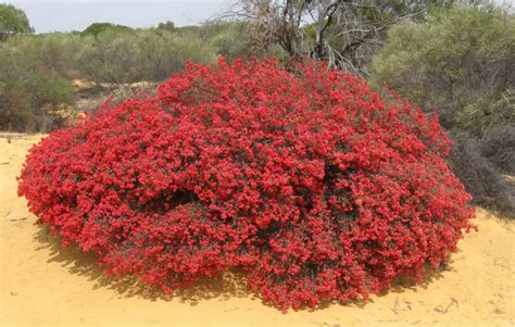 Red Trees At Anthill Western Australian Naturalists Club