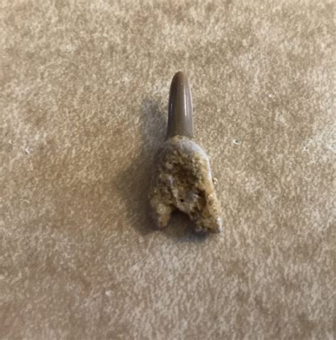 A Kem Kem Leptostyrax For Cretoxyrhina Member Fossil Trades