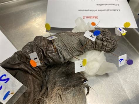 Male And Female Reproduction Lab Flashcards Quizlet