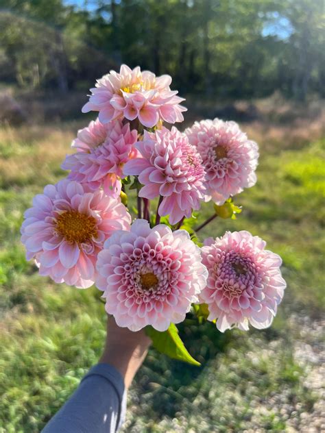 Wizard Of Oz Dahlia Flower People