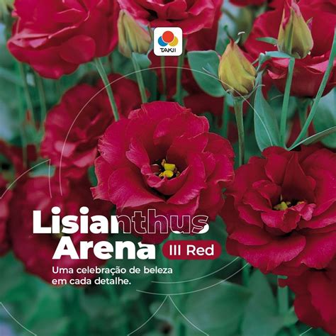 Takii Do Brasil No Linkedin Takii Takiidobrasil Plantas Lisianthus
