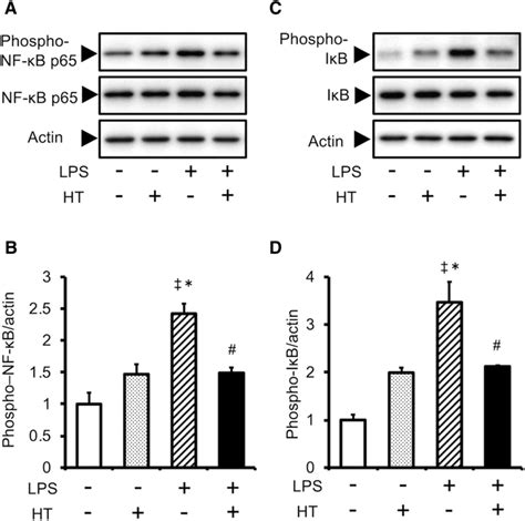 Nf κb Signaling Pathway In Lps Stimulated Bv 2 Cells Cultured Under