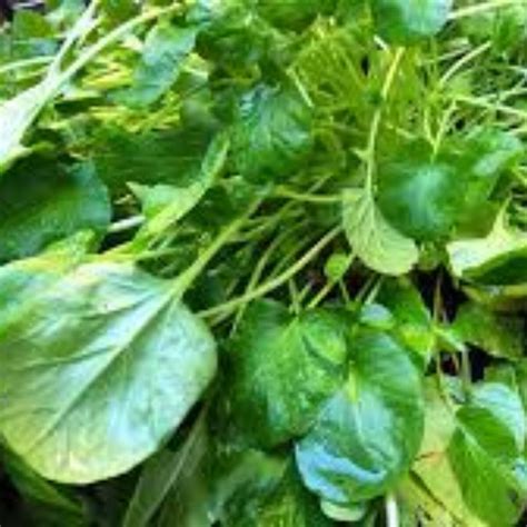 Upland Cress Land Cress Seeds