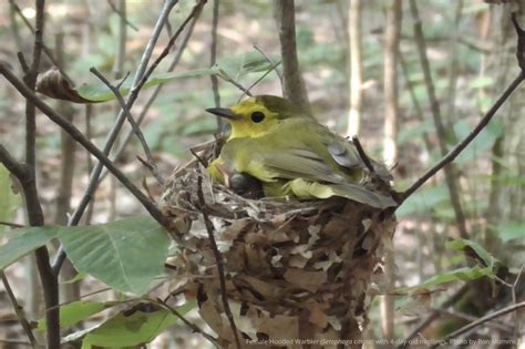 Living With Cowbird Nest Parasitism—and Thriving American