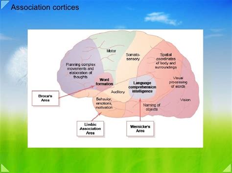 11d Association Cortex Frontal Lobe