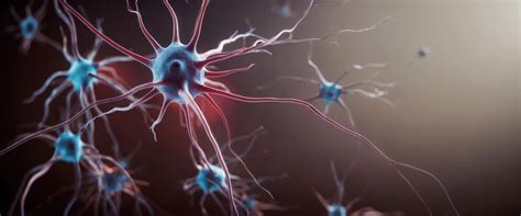 Neurons With Long Dendrites Connecting Illustrating Complex Neural