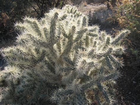 Cactus Dessert Prickly Plant Free Photo On Pixabay Pixabay