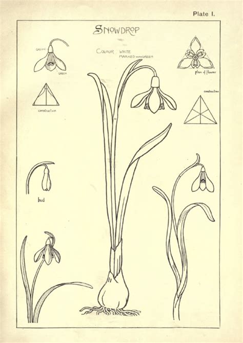 NATURE DRAWING And DESIGN With Plants And Illustrations Etsy
