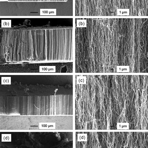 Cross Section Sem Morphology Of Aligned Carbon Nanotubes Under Download Scientific Diagram