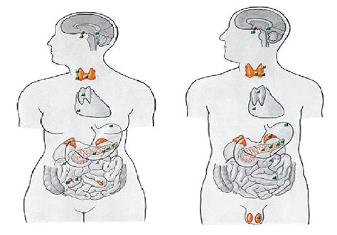 Medicina Islamica Sistem Endokrin Dan Eksokrin