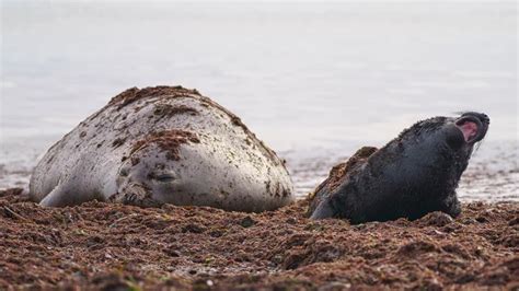 40 Increíbles Fotos De Avistamientos En La Patagonia Capturados Por La Mujer De Las Ballenas