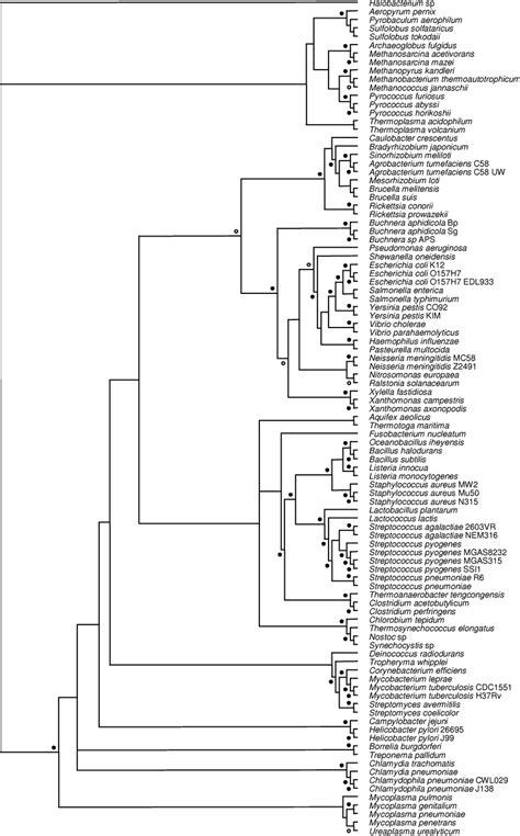 strict consensus tree of 6 mp trees constructed under the 60 80