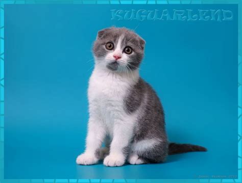 Вислоухий кот серо белый картинки и фото Koshka Top