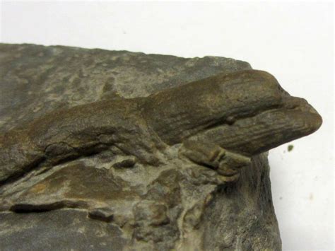 Palaeophycus Striatus Hall 1852 Members Gallery The Fossil Forum