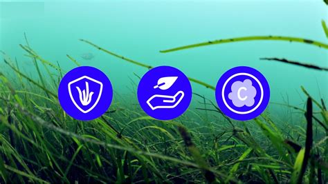 Blue Carbon Explained 4 Boosting Blue Forests Education And Capacity
