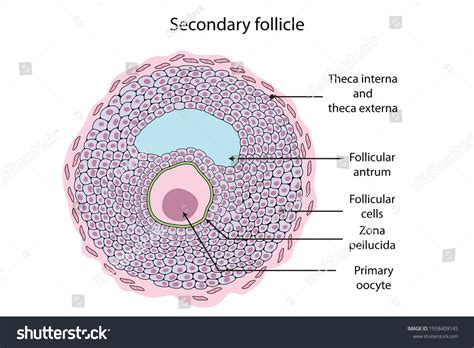 Secondary Follicle Menstrual Cycle Ovulation Normal Stock Illustration
