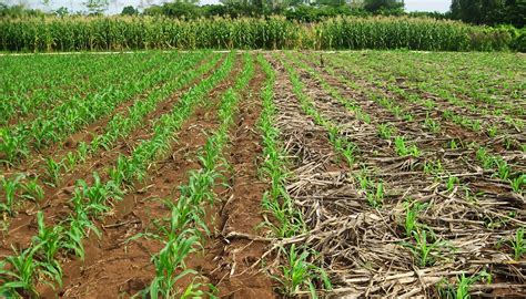 ¿qué Es La Labranza Temas De Agronomía