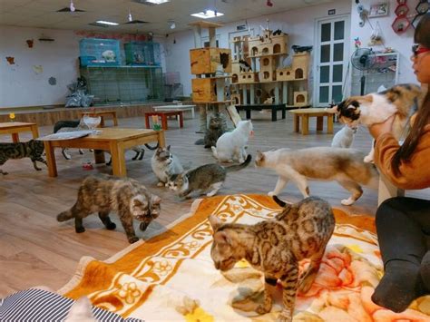10 Tiệm Cafe Mèo Hà Nội Mà Các Bạn Trẻ Thích Thú Cưng Không Thể Bỏ Lỡ