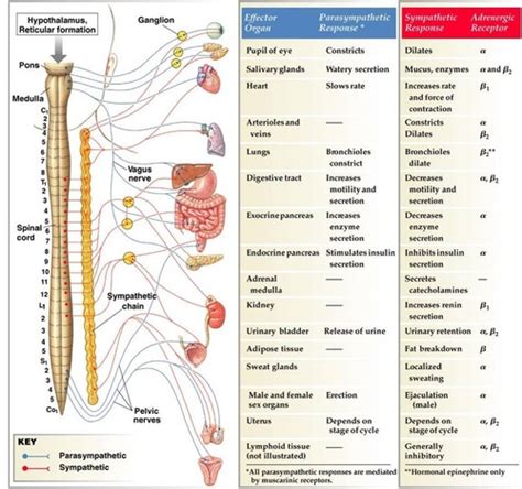 Adv Phys Test 2 Flashcards Quizlet