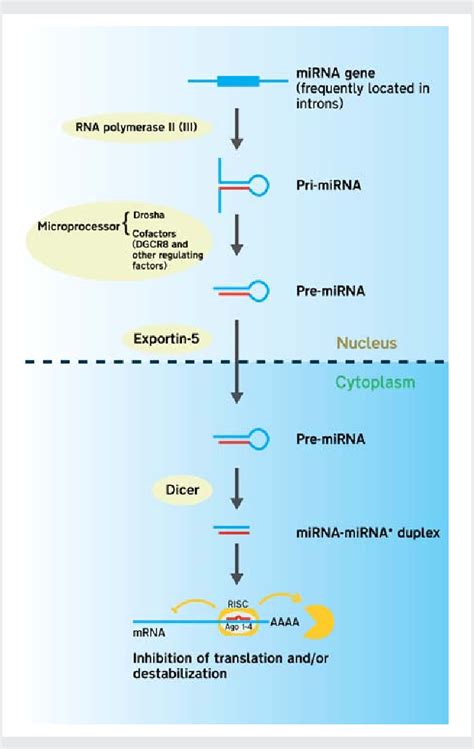 Figure 1 From Role Of Micrornas In Stemprogenitor Cells And