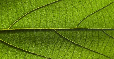 Ios 15 2 Beta 2 Introduces A Toggle For Iphone 13 Pros Macro Photography Mode In The Camera App