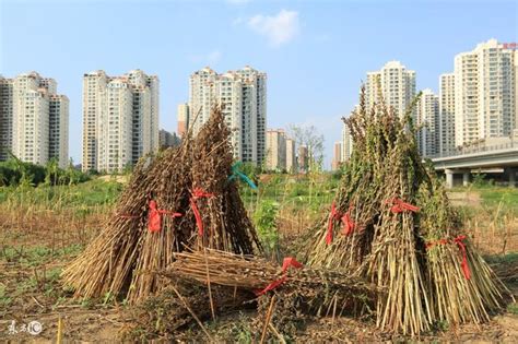 農民在城市買房後，還可以在農村的老家蓋房子嗎？ 每日頭條