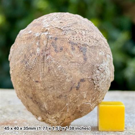 Fossil Flint Echinoid Sea Urchin Pleistocene Cretaceous Glacial