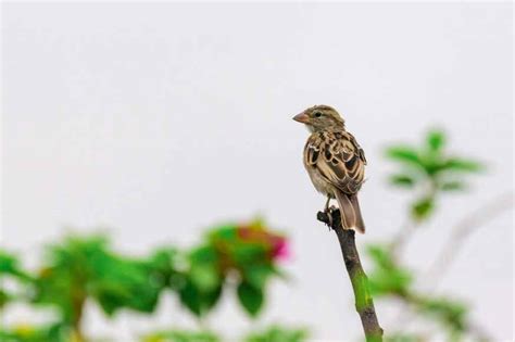 World Sparrow Day History Activities And Relevance