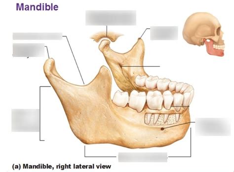 Anatomy Lab Week 4 Diagram Quizlet