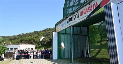 창녕 우포늪 따오기 50마리 야생 방사