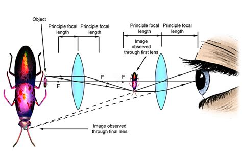 Convex Lens Use Microscope