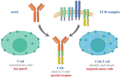 Structure Of Car T Cells Download Scientific Diagram