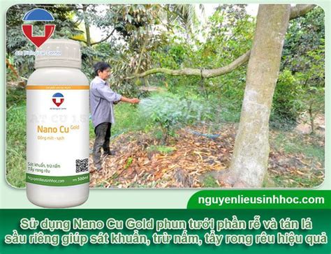 Rửa Vườn Sầu Riêng Sau Thu Hoạch Xử Lý Nấm Bệnh Và Phục Hồi