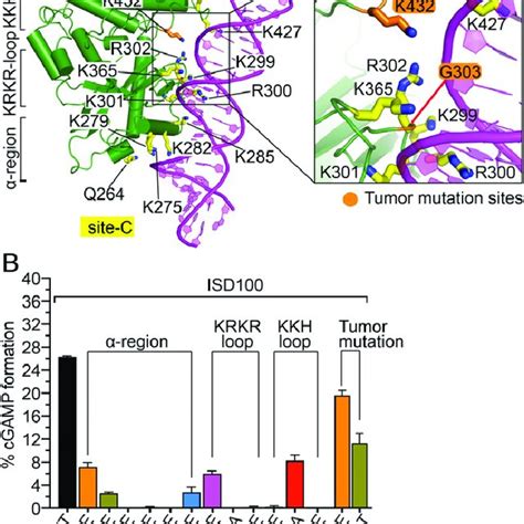Pdf Human Cgas Catalytic Domain Has An Additional Dna Binding Interface That Enhances