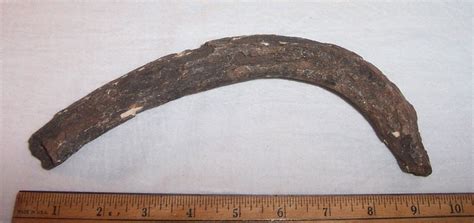 Fossil Rib Fossil Id The Fossil Forum
