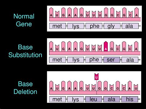 Dna And Mutations Ppt Download