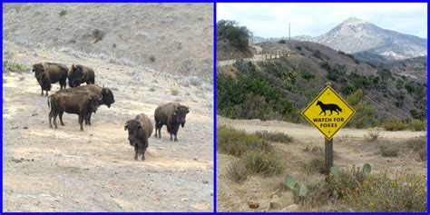 Hiking And Camping On Catalina Island • Foodie Loves Fitness