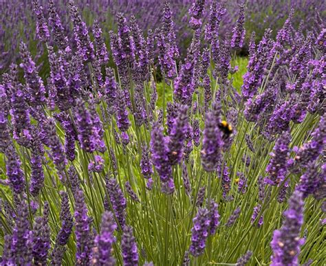 Lets Grow Lavender A Guide For Beginners Lavender Row Limited