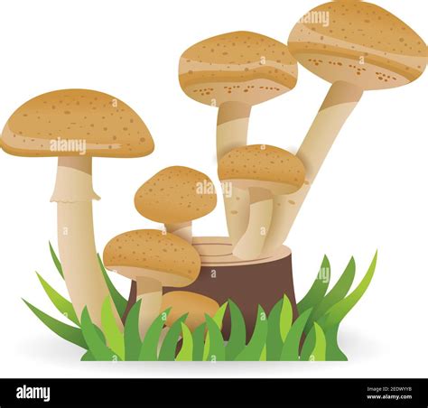 Edible Mushrooms Growing On A Stump Vegetable Healthy Food Mushrooms
