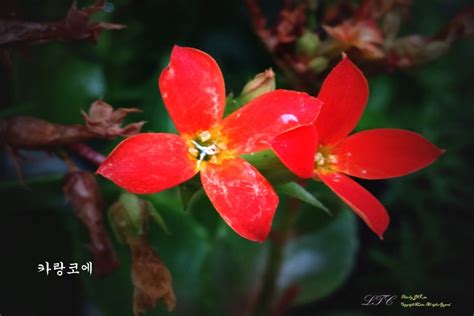 빨간색꽃의 종류와 이름 95종 네이버 블로그