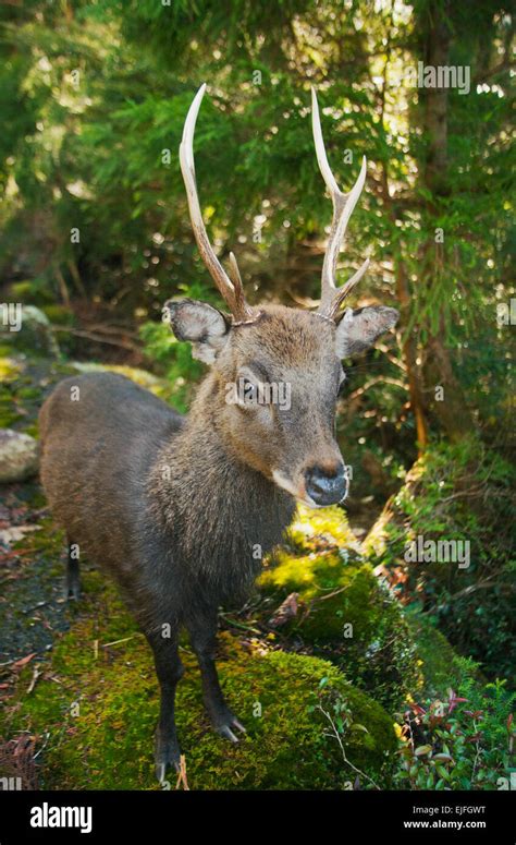 Yakushima Sika Deer Cervus Nippon Yakushimae Wild Buck Yakushima