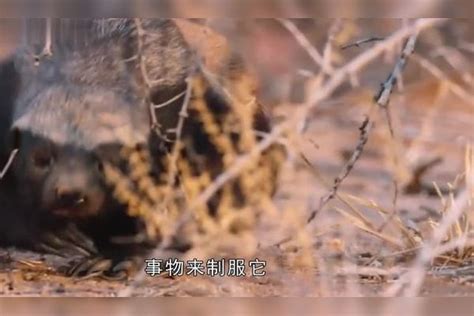 毒王克星，压倒性克制全部蛇类的天敌？第一种太可怕！天敌克星