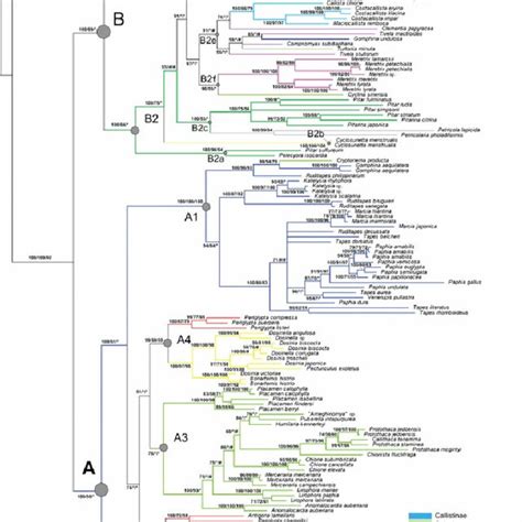 Bayesian Phylogenetic Tree For Individuals Based On The Pruned Download Scientific Diagram