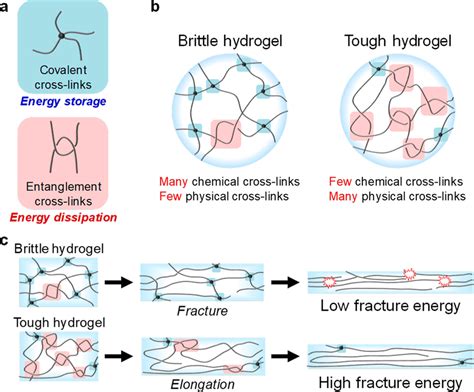 Schematics Of Hydrogels With Physical And Chemical Cross Links A