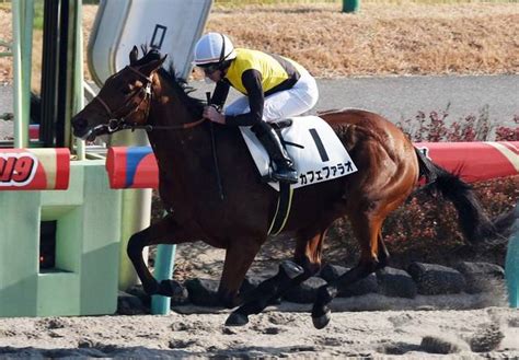 フェブラリーステークス2021｜全頭診断｜追い切り診断｜枠順確定｜1番人気濃厚カフェファラオは2枠3番からスタート！！現時点での本命候補と穴馬